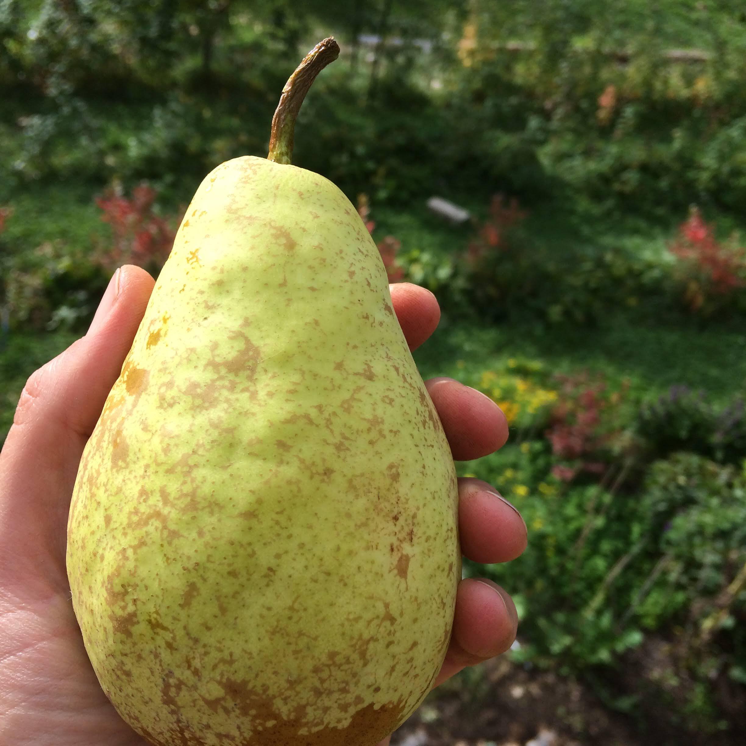 Pear Trees - bare root | Thimble Hill Nursery